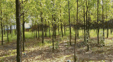 钟楼微缩 [240p].gif - 动态图库网